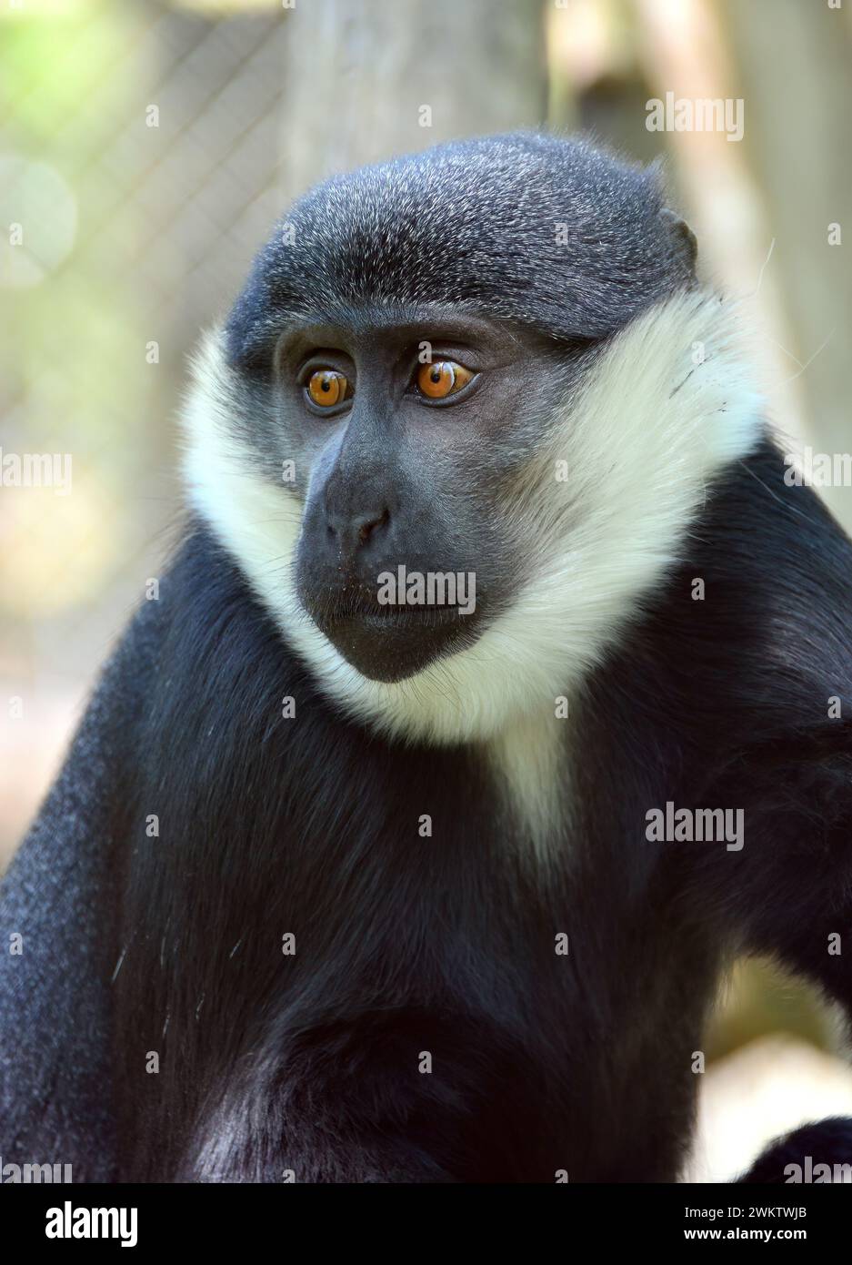 L’hoest’s monkey hi-res stock photography and images - Alamy
