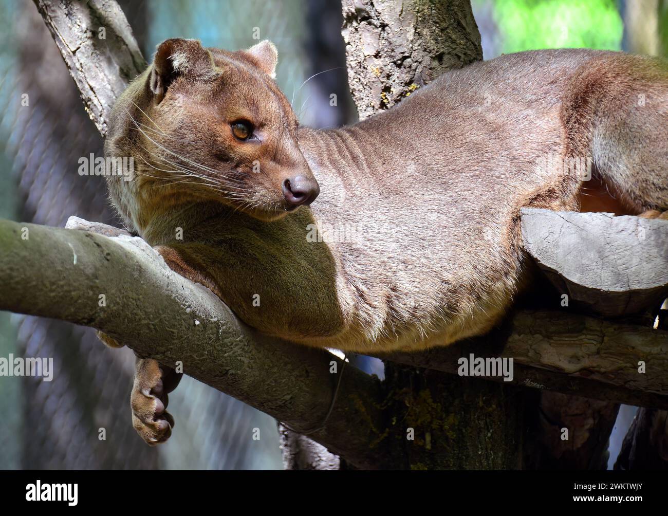 fossa, Frettkatze, Cryptoprocta ferox, fossza, Zoo Stock Photo - Alamy