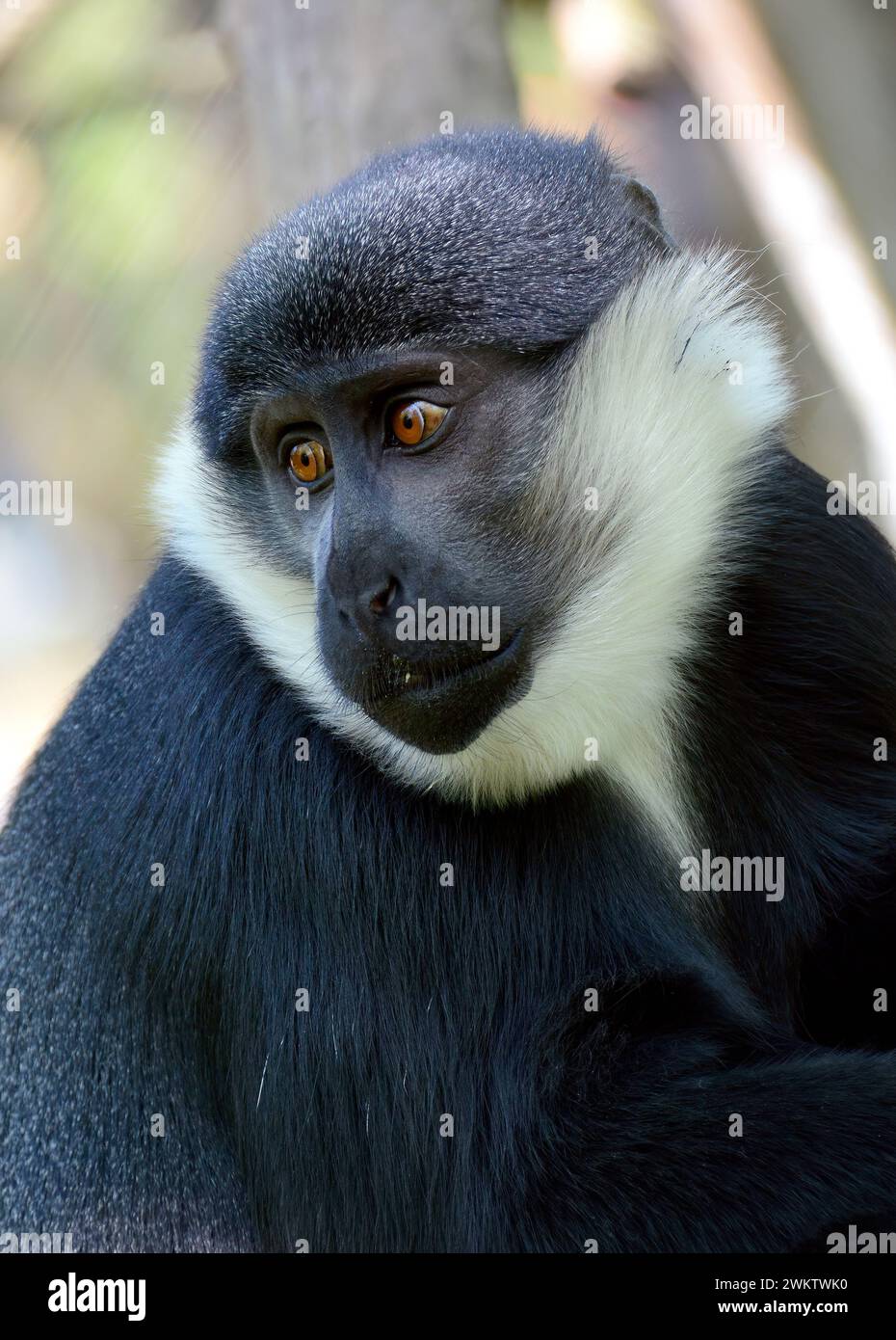 Portrait de primates hi-res stock photography and images - Alamy