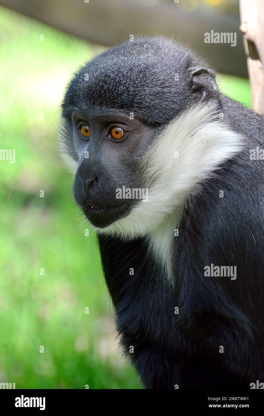 Lhoests hi-res stock photography and images - Alamy