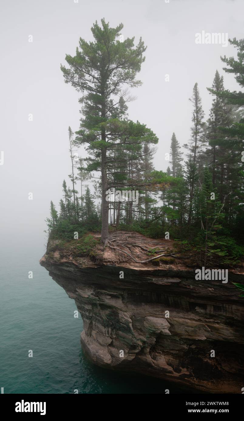 Tree on cliff edge over Lake Superior on foggy day in Pictured Rock ...