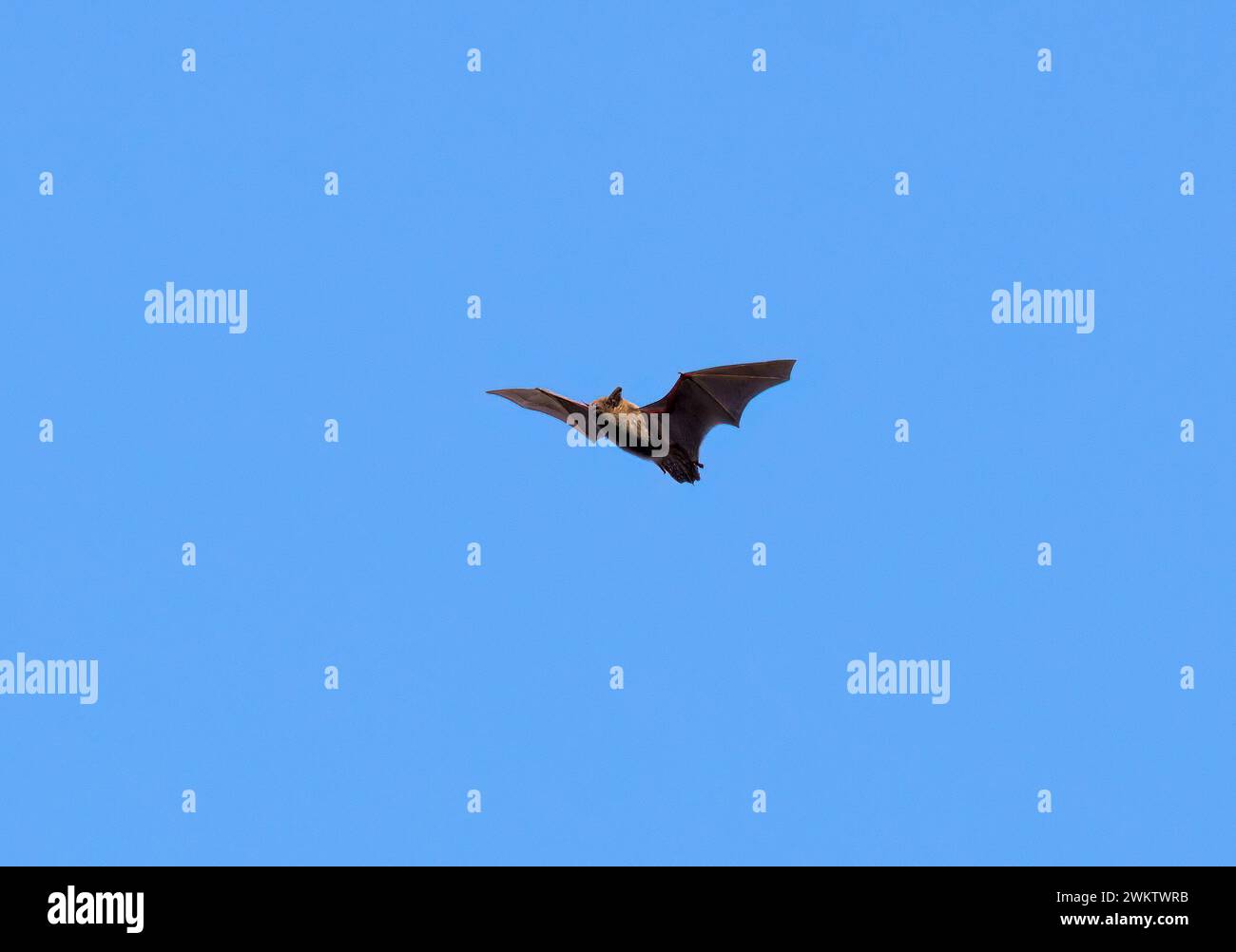 Common noctule, bat, Großer Abendsegler, Noctule commune, Nyctalus ...