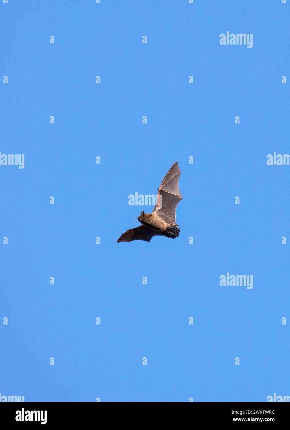 Common noctule, bat, Großer Abendsegler, Noctule commune, Nyctalus ...