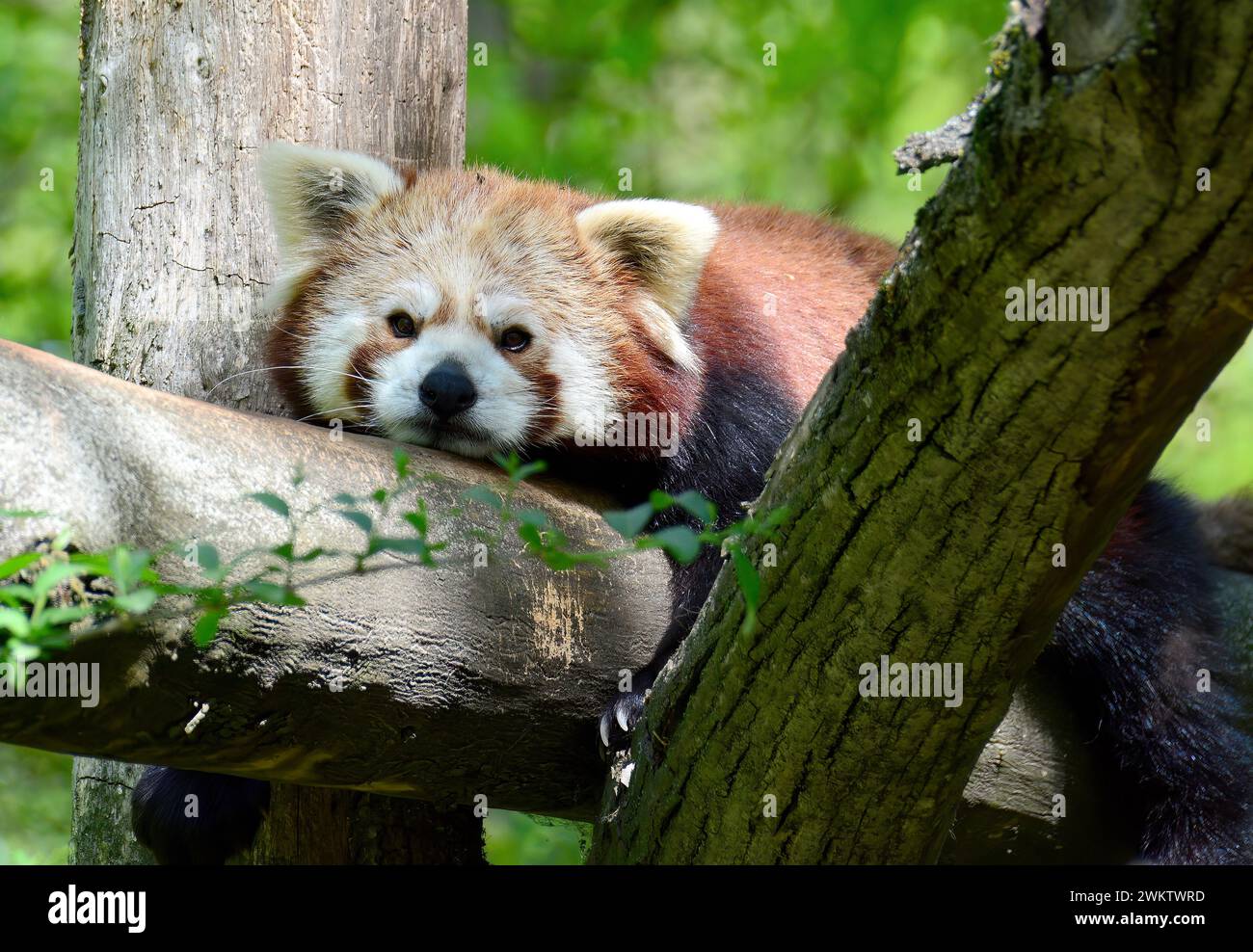 Red panda, lesser panda, Westlicher Kleiner Panda, Petit panda, Ailurus ...