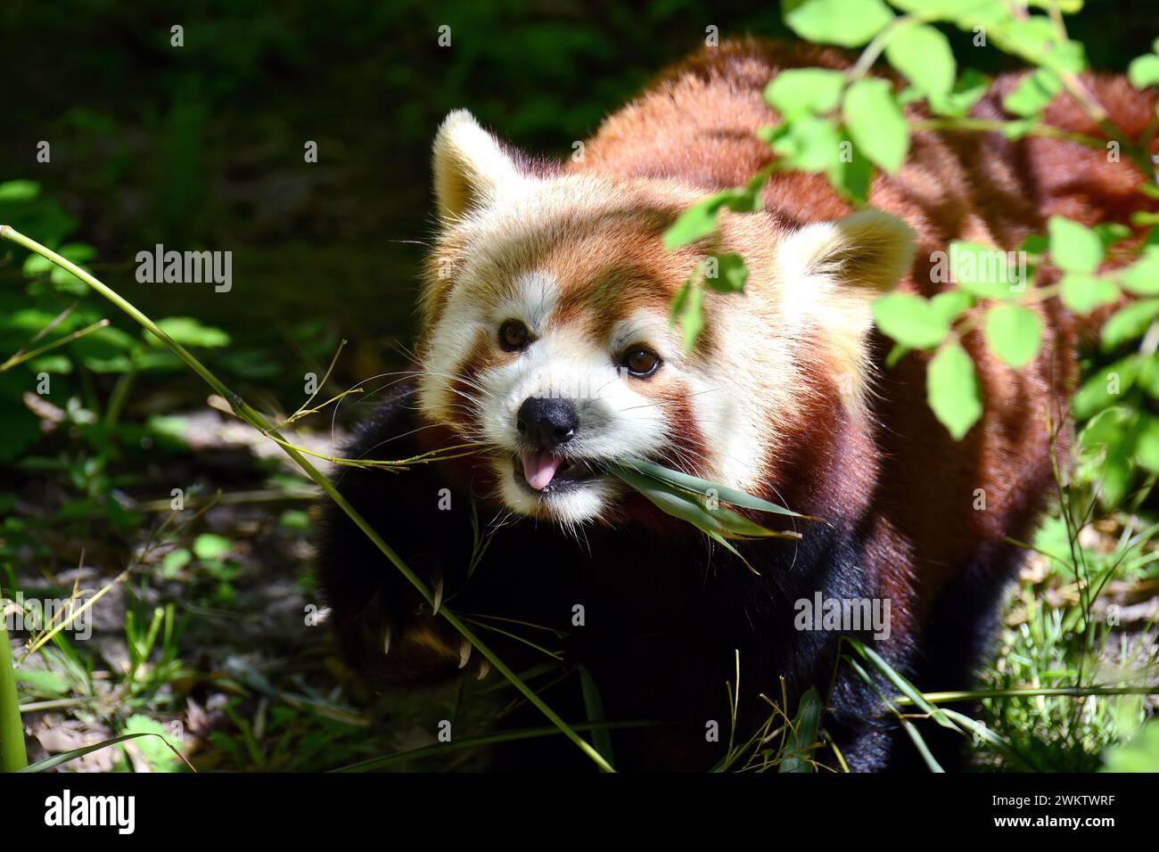 Red panda, lesser panda, Westlicher Kleiner Panda, Petit panda, Ailurus ...