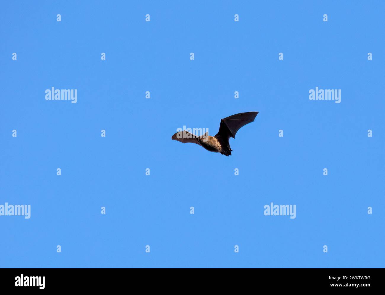 Common noctule, bat, Großer Abendsegler, Noctule commune, Nyctalus ...