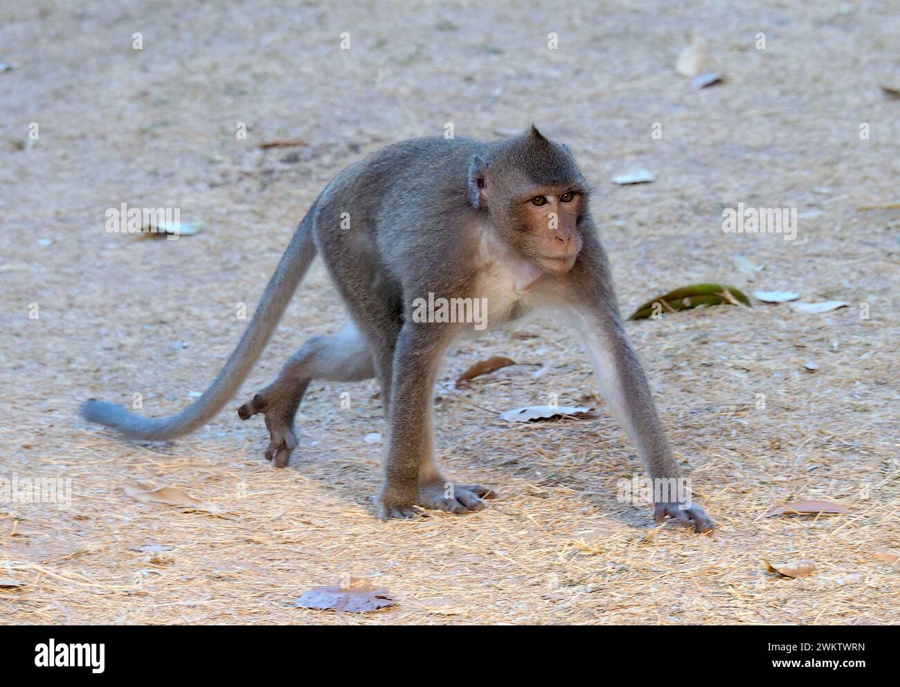 Crab-eating macaque, long-tailed macaque, Javaneraffe, Macaque crabier ...