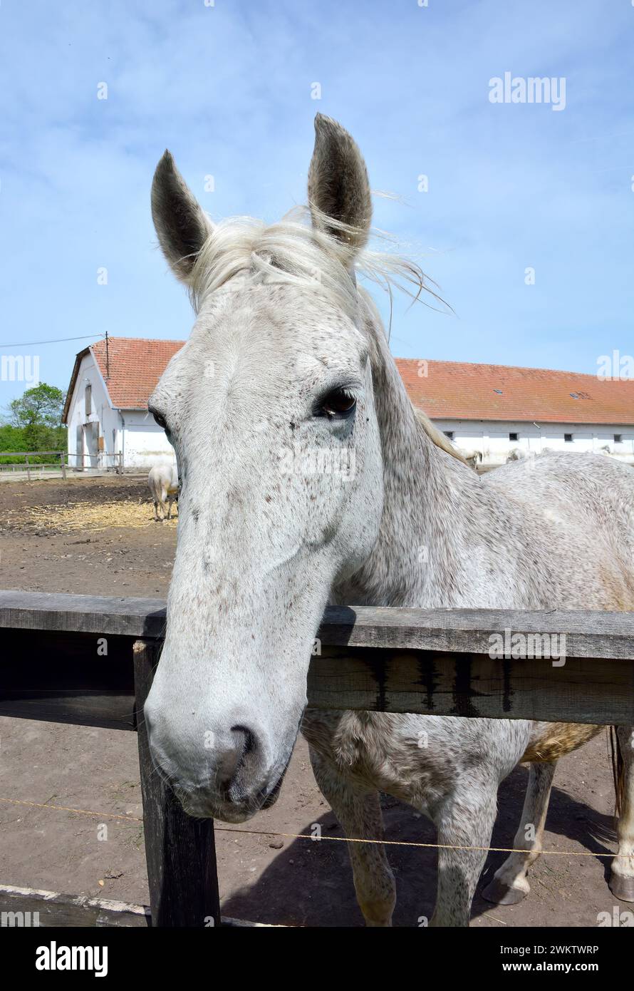 Lipicai lo hi-res stock photography and images - Alamy