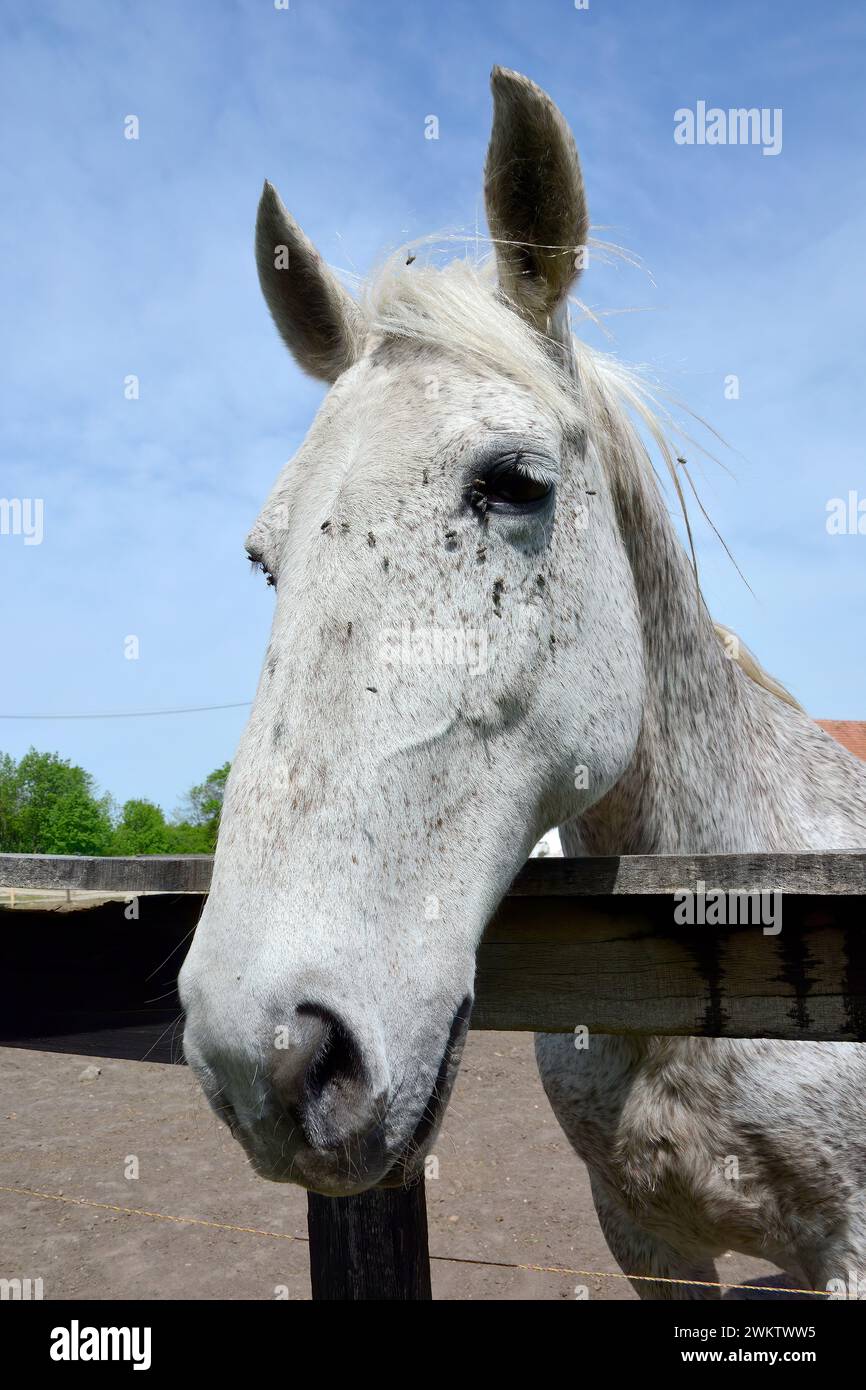 Lipicai lo hi-res stock photography and images - Alamy