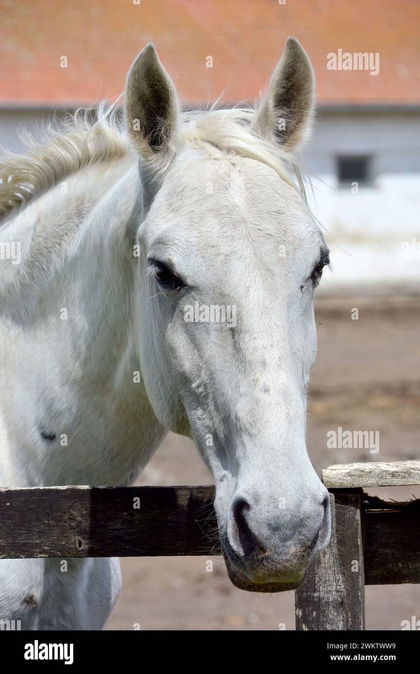 Horse, Lipizzan or Lipizzaner, Hauspferd, Cheval, Lipizzan, Equus ...