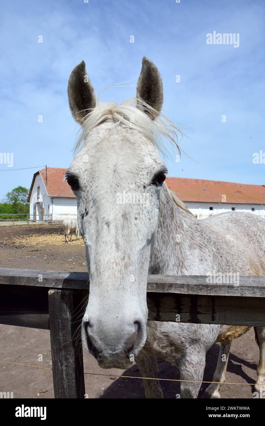 Lipicai lo hi-res stock photography and images - Alamy