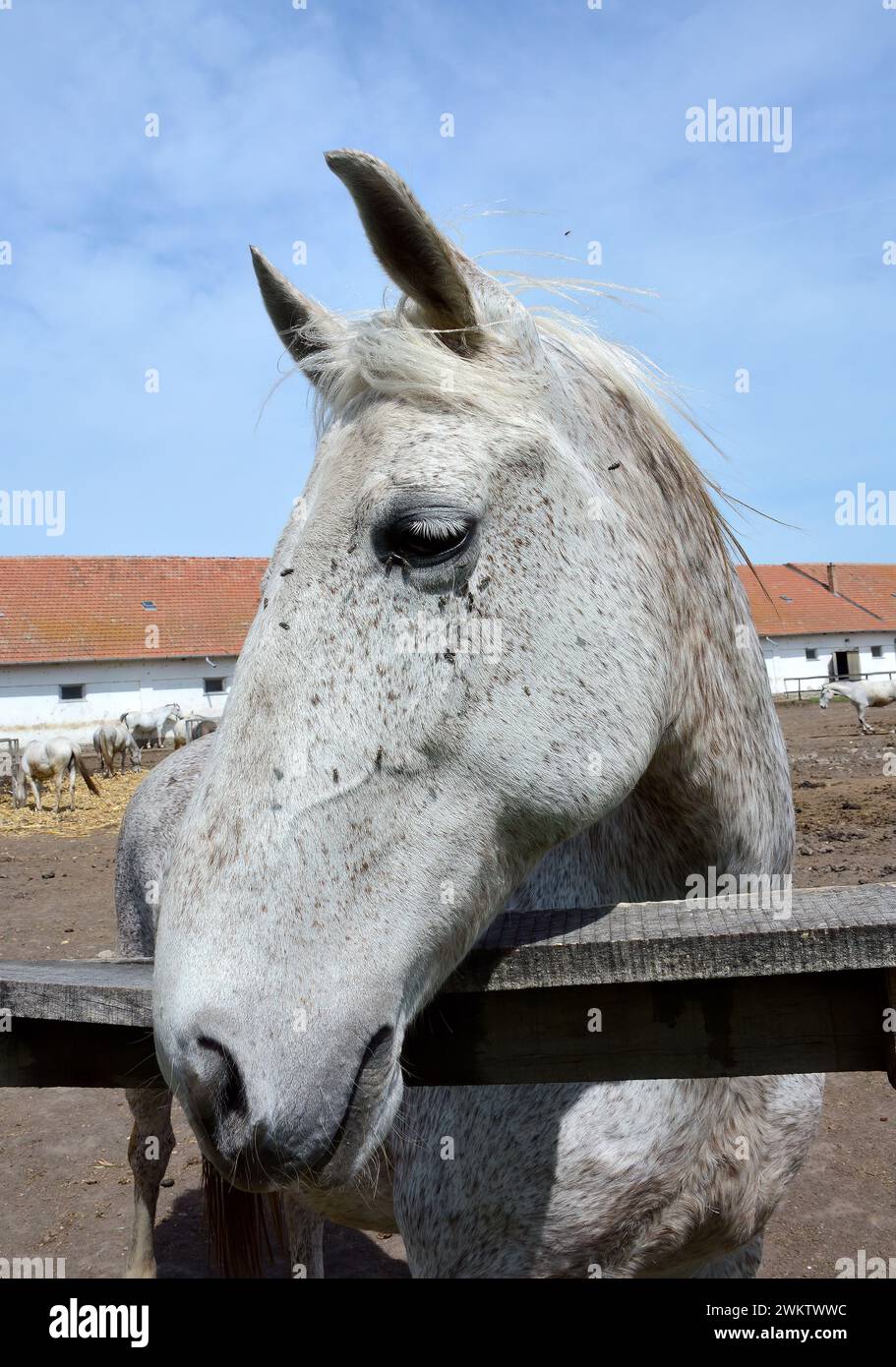 Lipizzaner horse hungary hi-res stock photography and images - Alamy