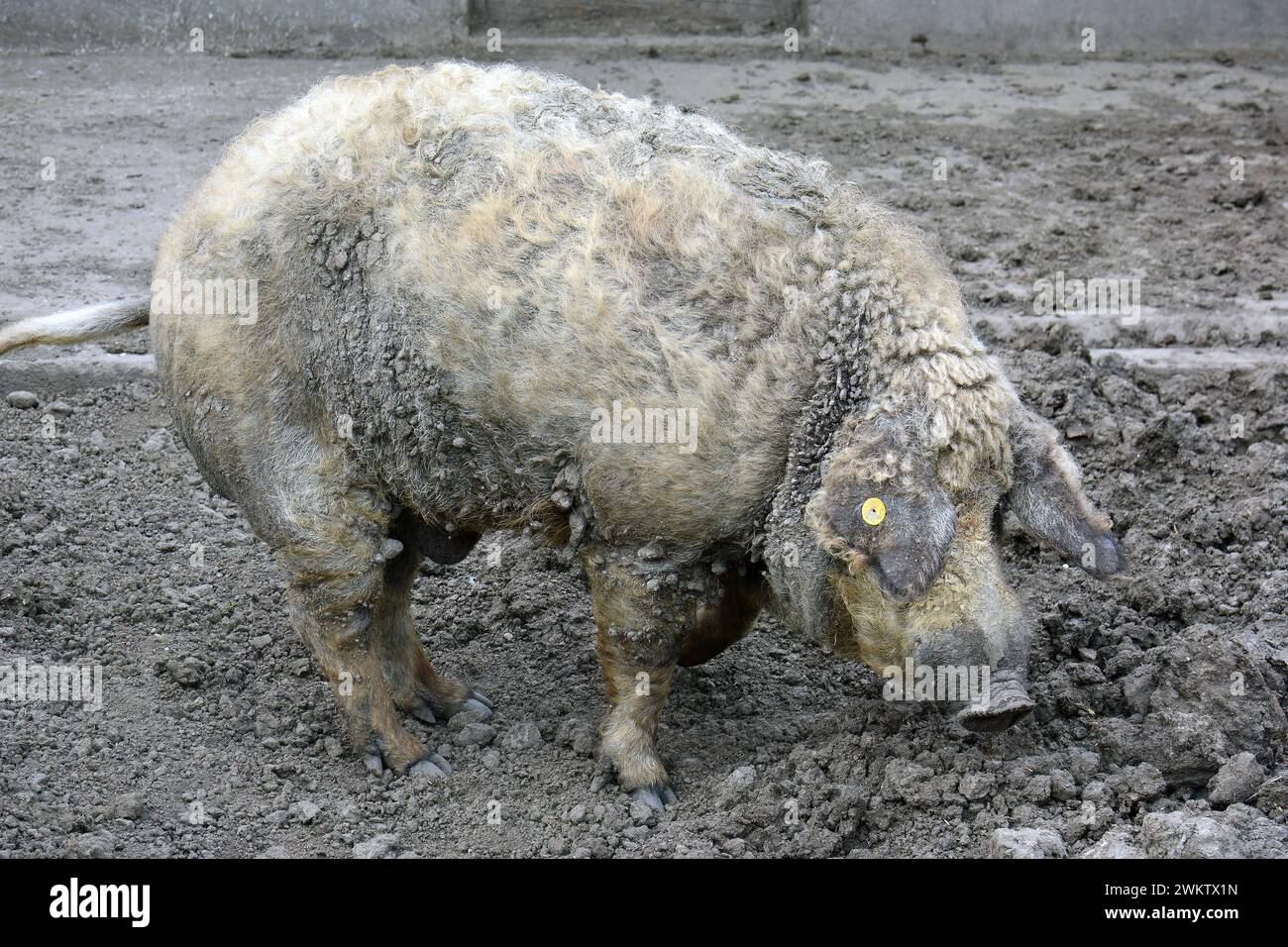 mangalica, domestic pig, pig, hog, Mangalica-Schwein, Porc laineux, Sus ...