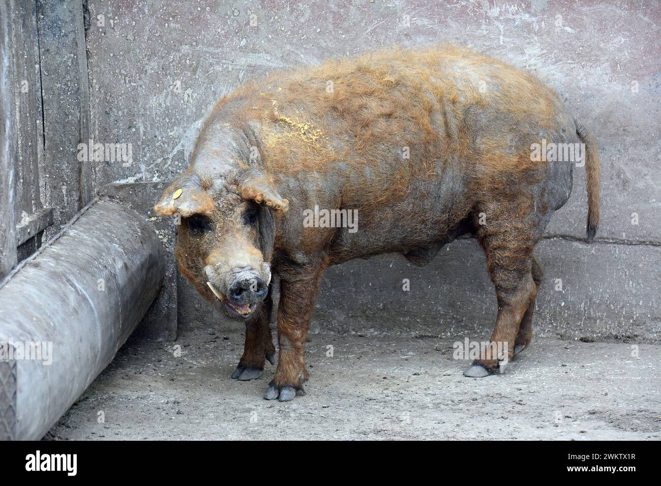 mangalica, domestic pig, pig, hog, Mangalica-Schwein, Porc laineux, Sus ...