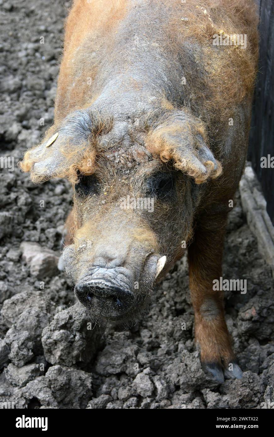 Hazi sertes hi-res stock photography and images - Alamy