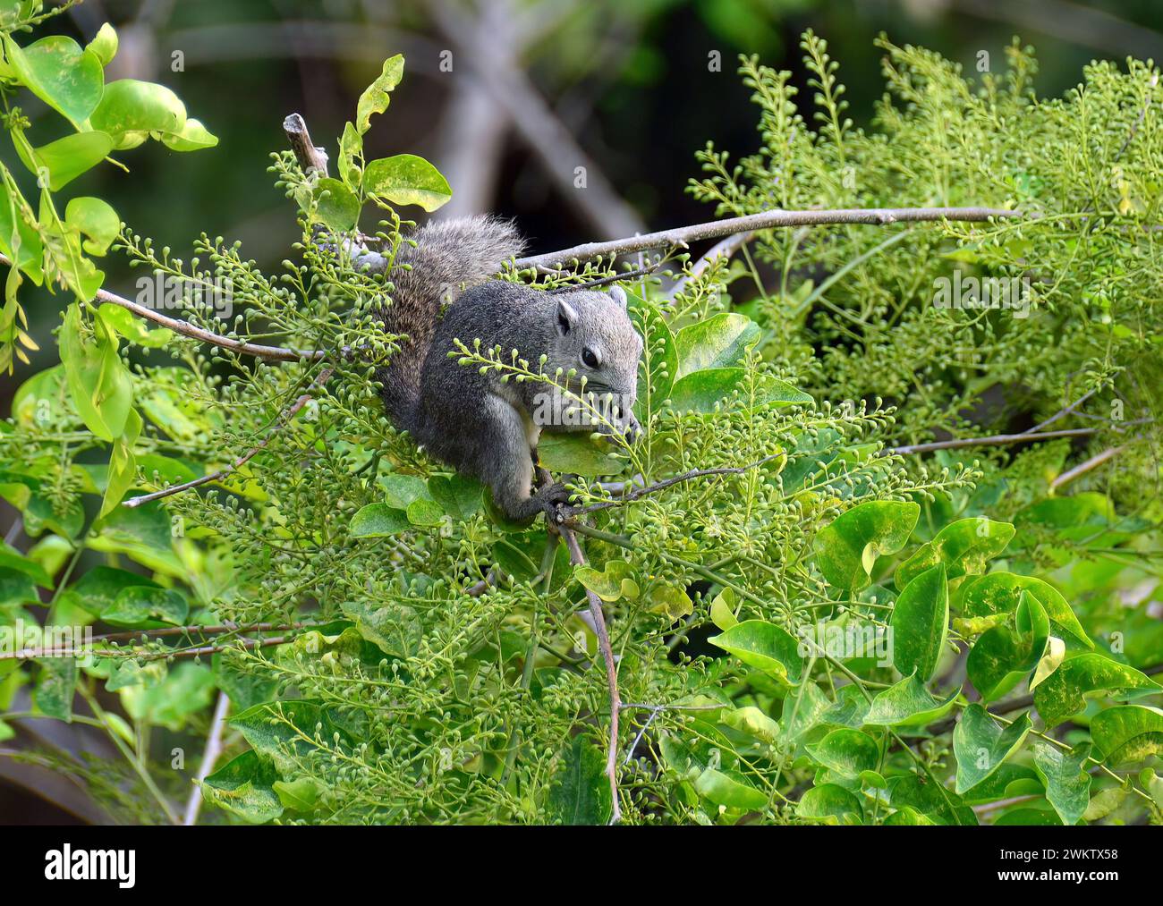 Finlayson's squirrel, variable squirrel, Finlayson-Hörnchen, Écureuil ...