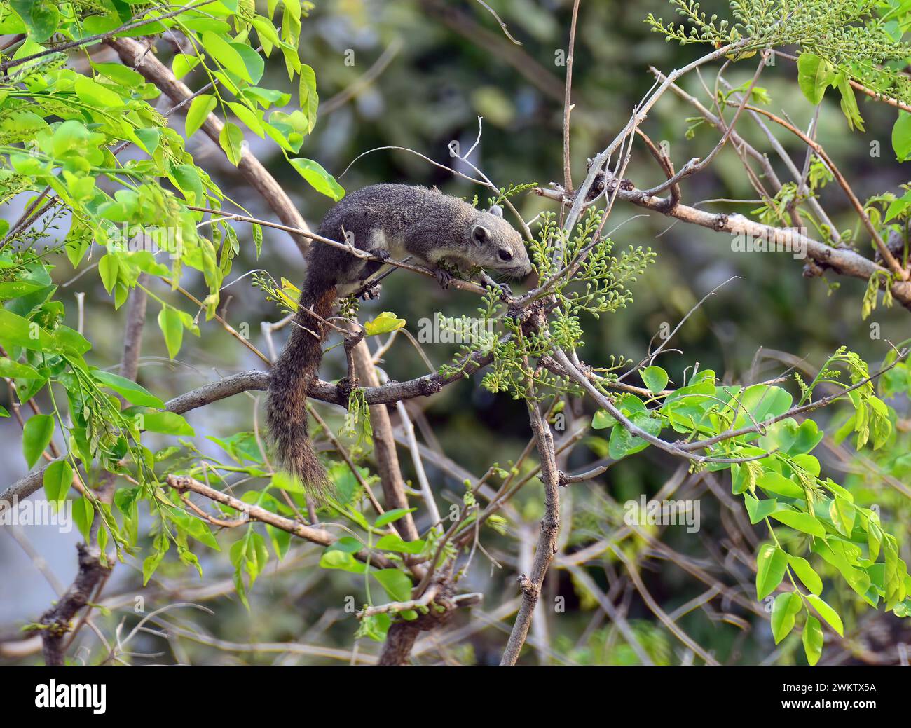 Finlayson's squirrel, variable squirrel, Finlayson-Hörnchen, Écureuil ...