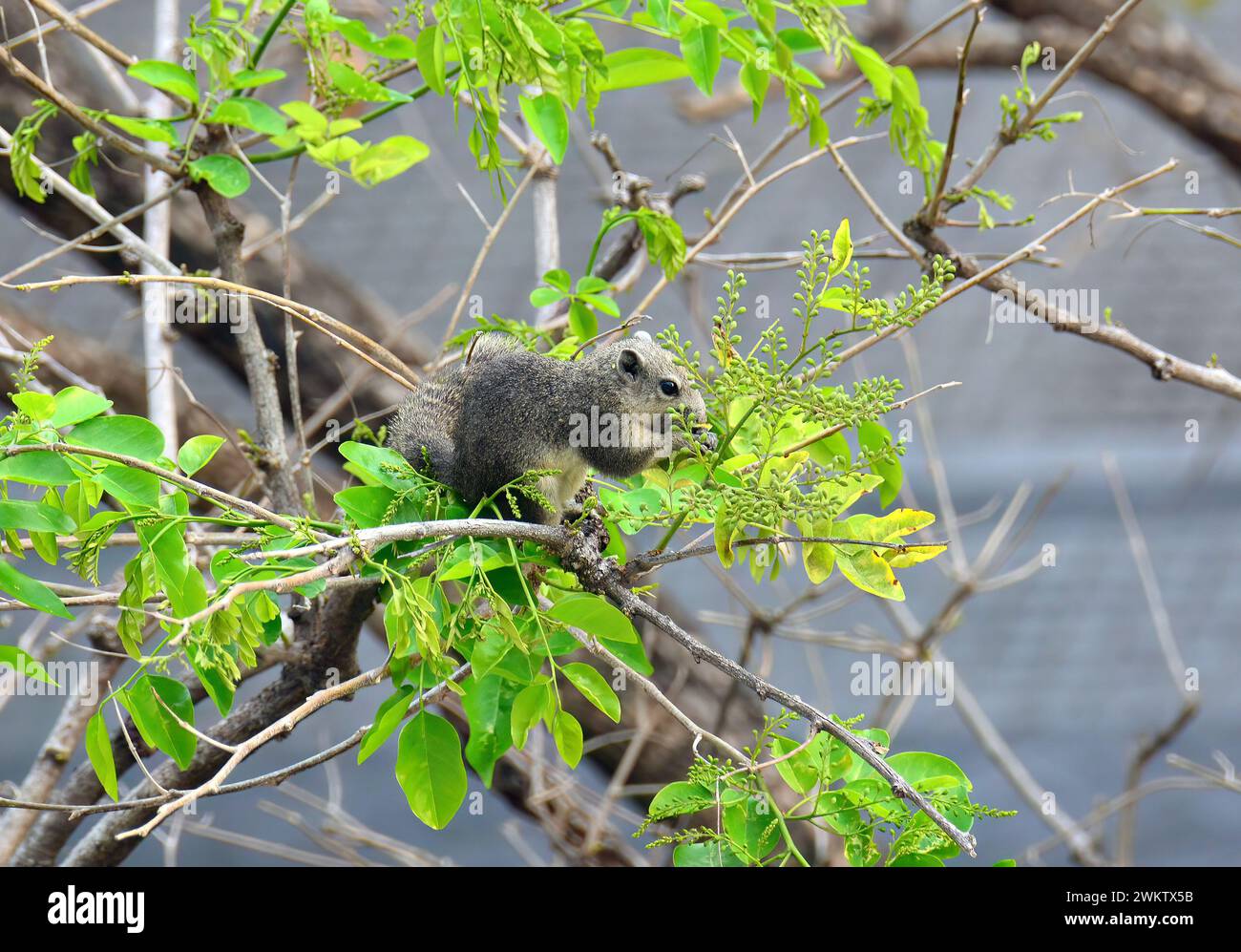 Finlayson's squirrel, variable squirrel, Finlayson-Hörnchen, Écureuil ...