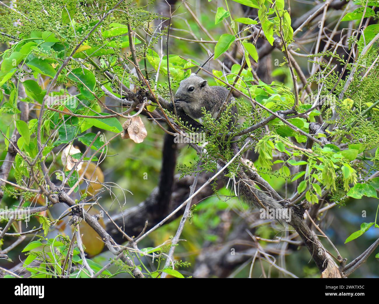 Finlayson's squirrel, variable squirrel, Finlayson-Hörnchen, Écureuil ...
