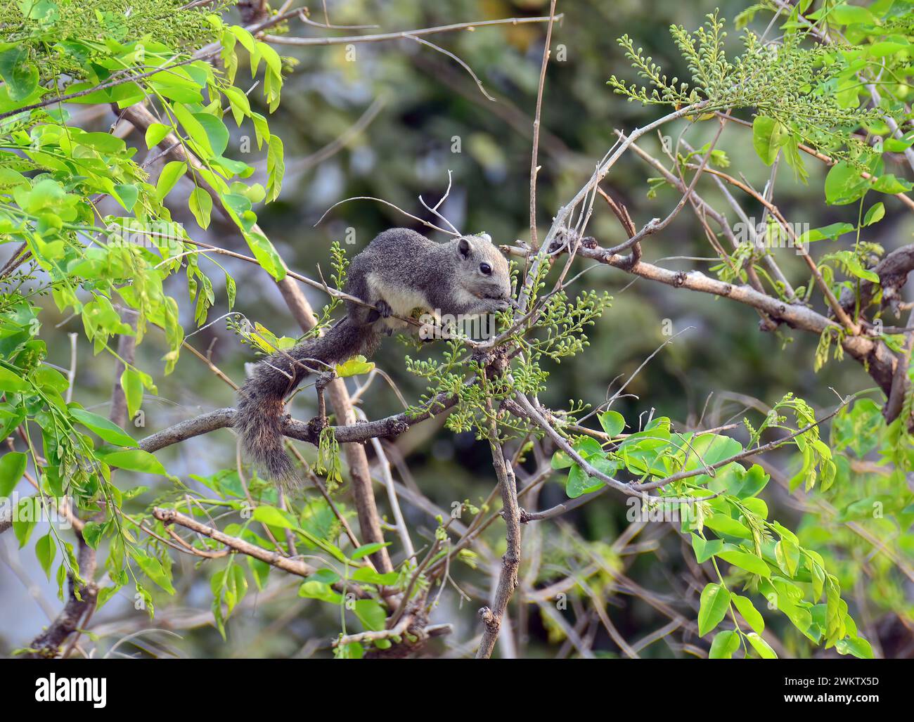 Finlayson's squirrel, variable squirrel, Finlayson-Hörnchen, Écureuil ...