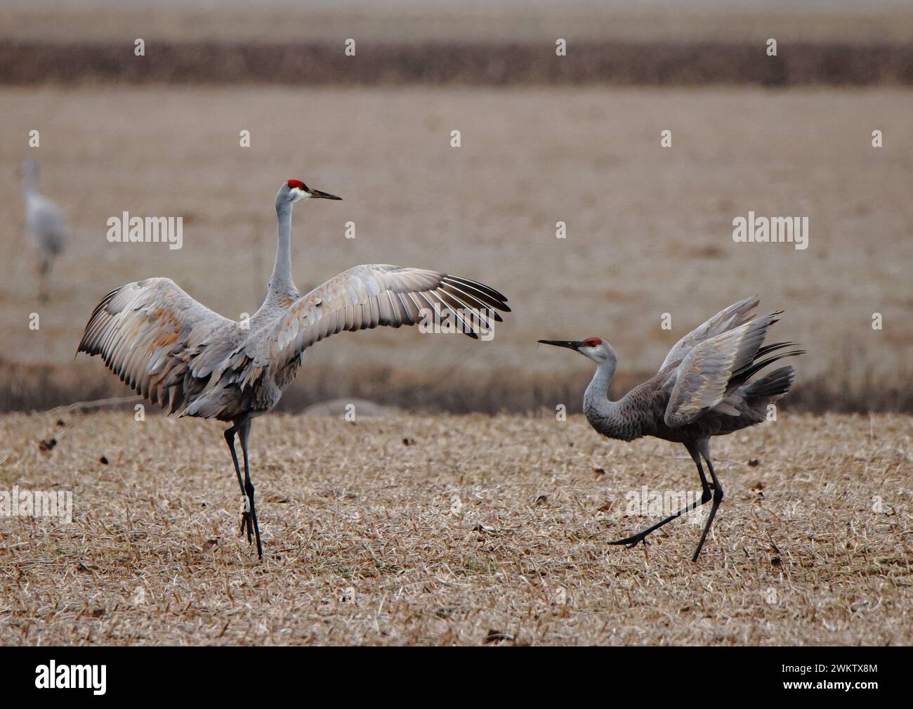 Beautiful cranes hi-res stock photography and images - Alamy