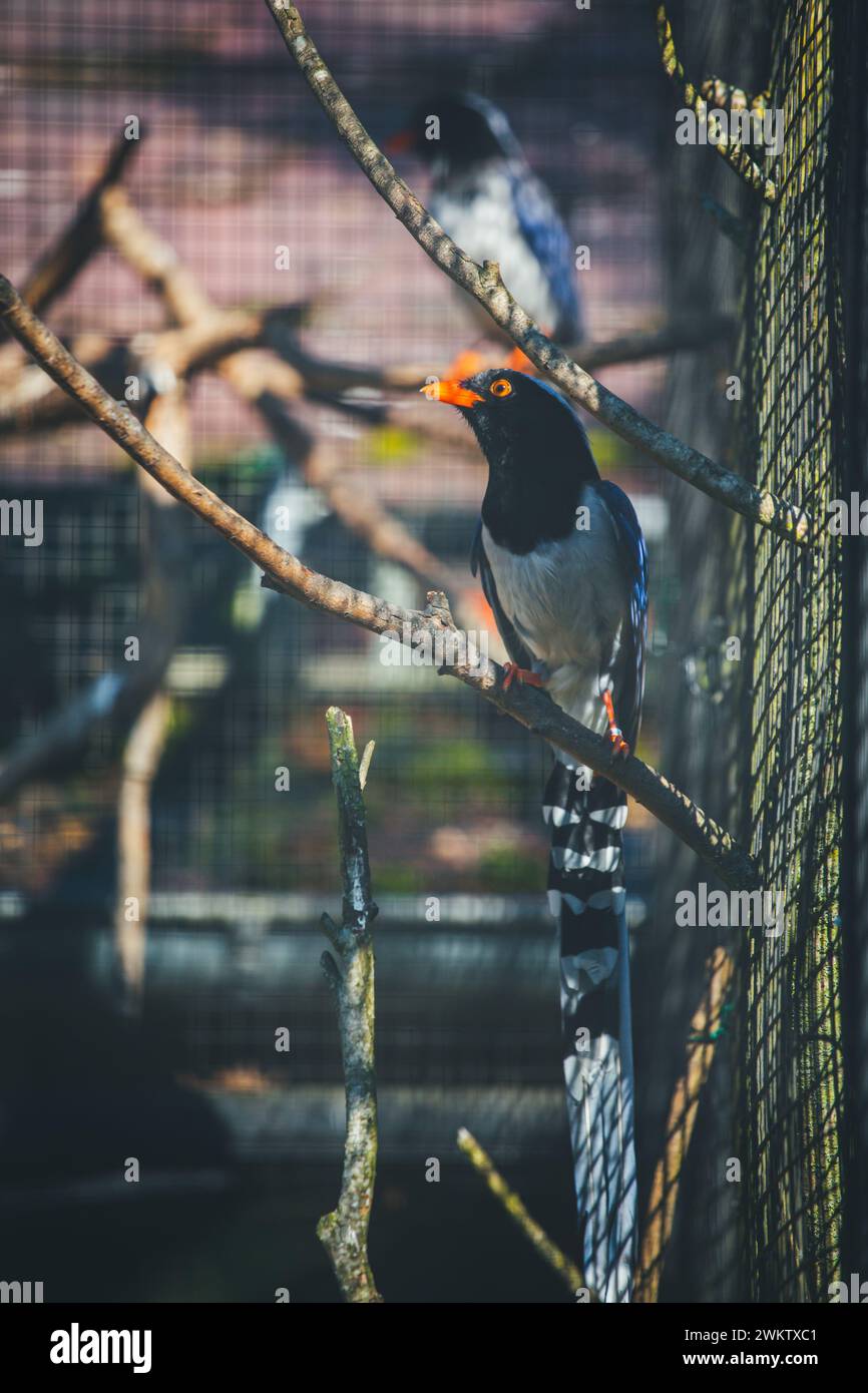 Blue Magpie (Urocissa erythroryncha Stock Photo - Alamy