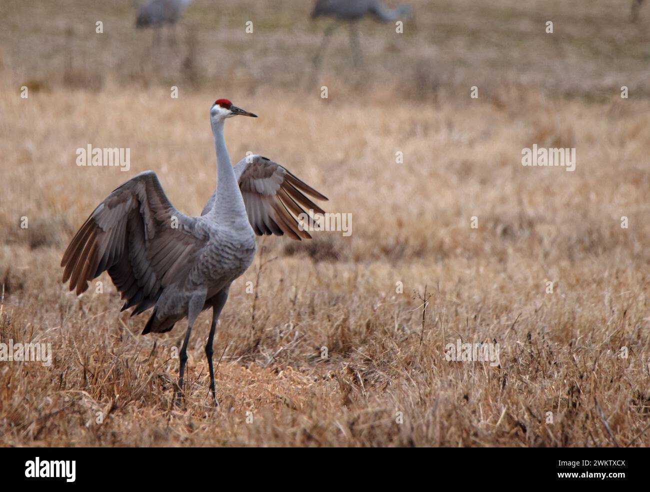 Crane with wings spread hi-res stock photography and images - Alamy