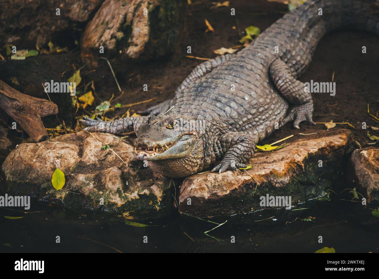 Croco hi-res stock photography and images - Alamy