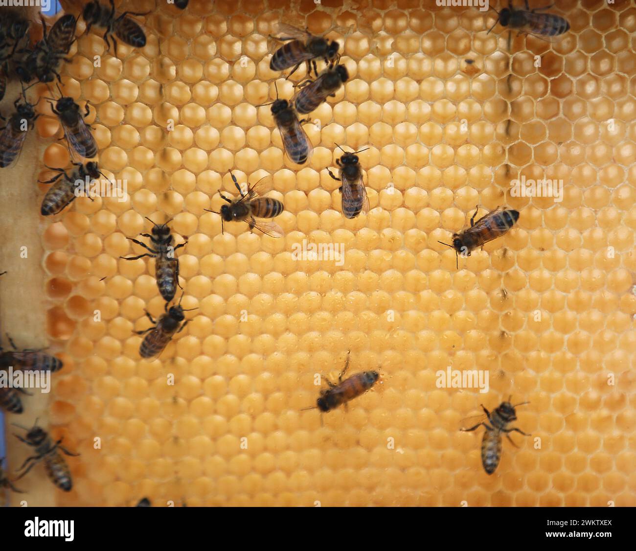 busy beehive with many worker bees and visible hexagonal cells filled ...