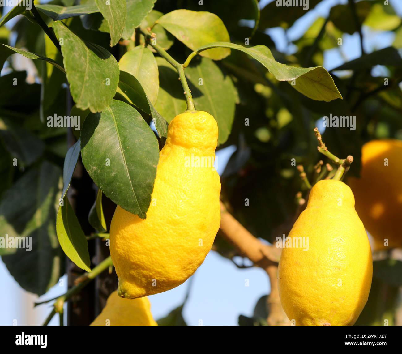 Yellow ripe big Lemon on the trees with green leaves in a Mediterranean ...