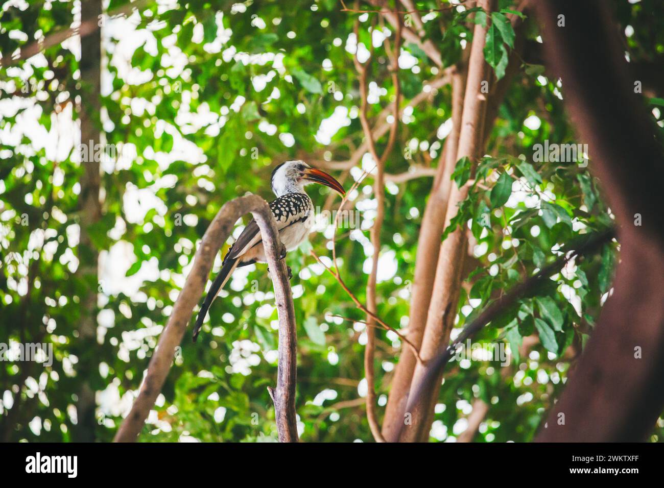 Red-Billed Hornbill (Tockus erythrorhynchus Stock Photo - Alamy