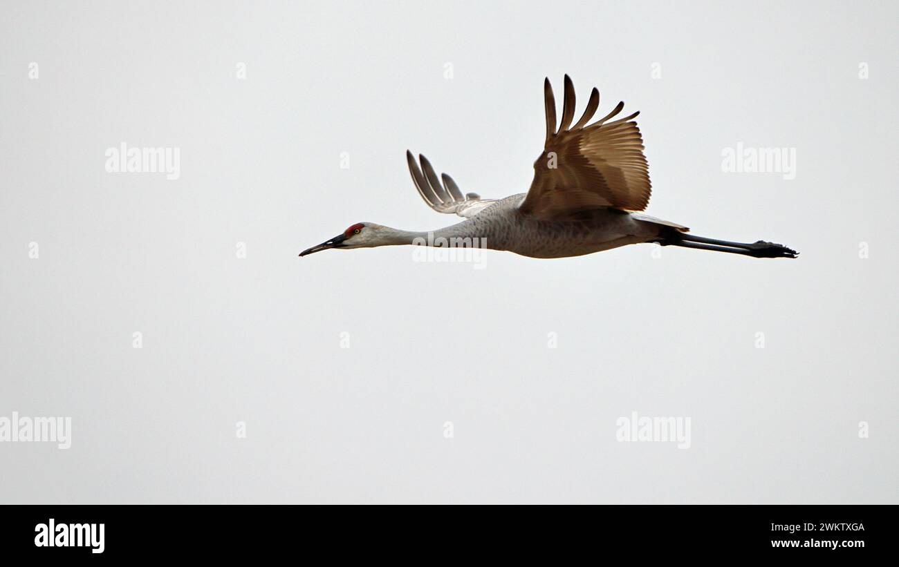 One sandhill crane flying from left to right with a white sky ...