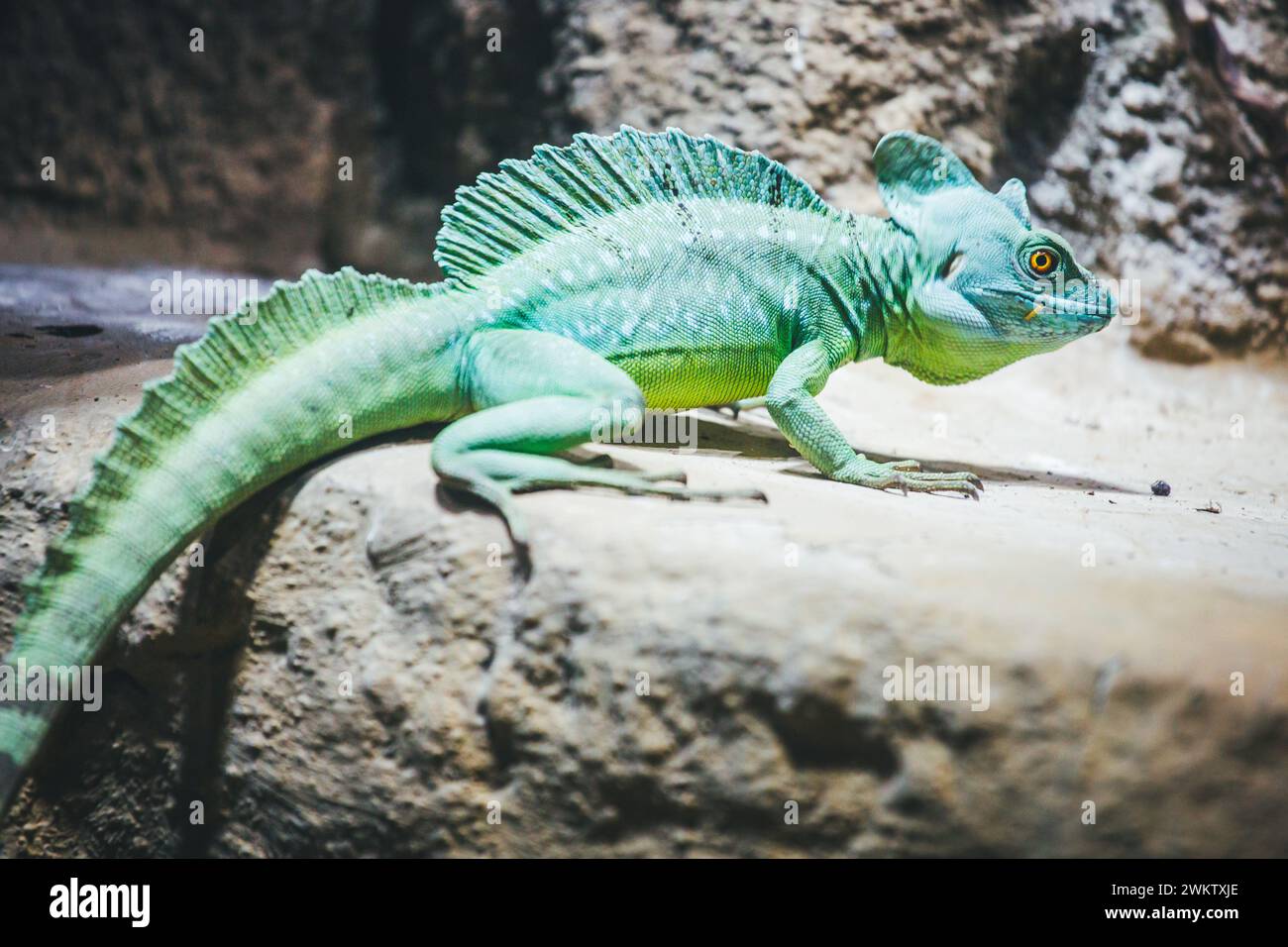 Double Crested Basilisk, Green Basilisk, Jesus Christ Lizard ...