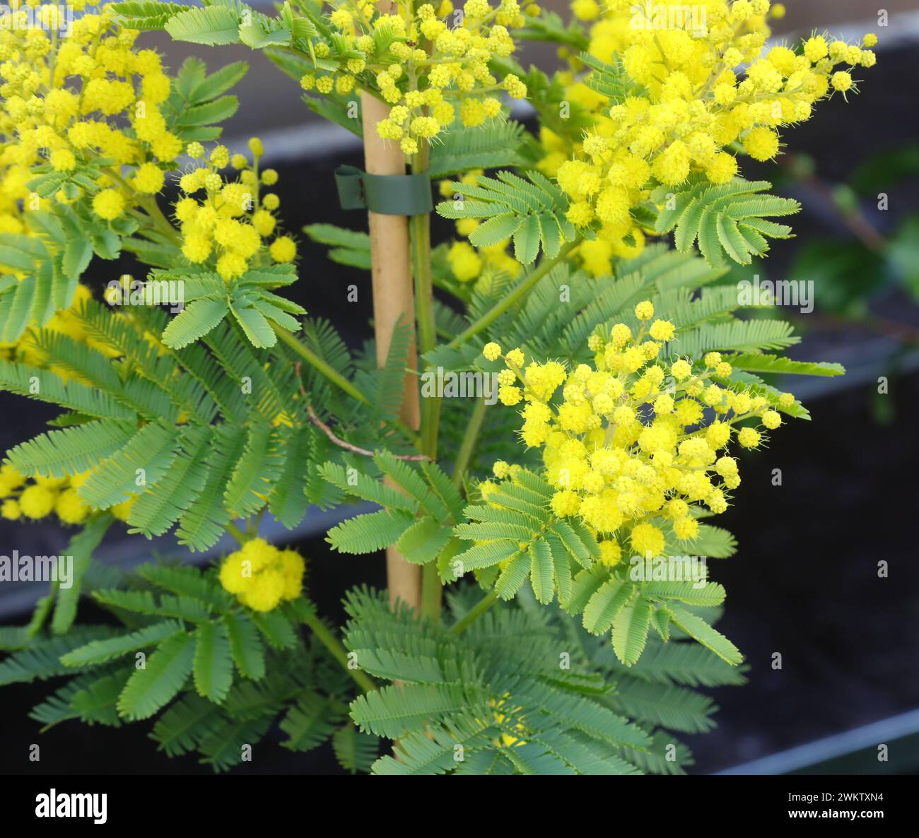 Yellow mimosa flowers the typical flower to give to girls and women on ...
