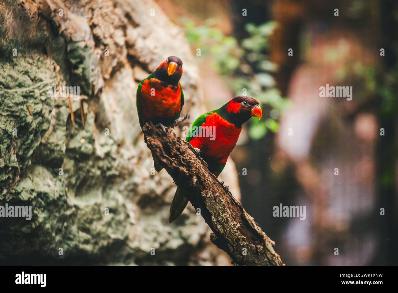 Loriini bird hi-res stock photography and images - Alamy