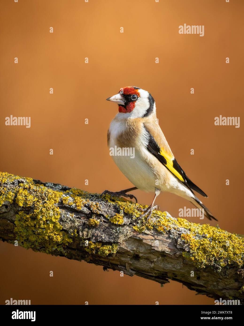 Bird Goldfinch Carduelis carduelis , small amazing bird, spring time in ...