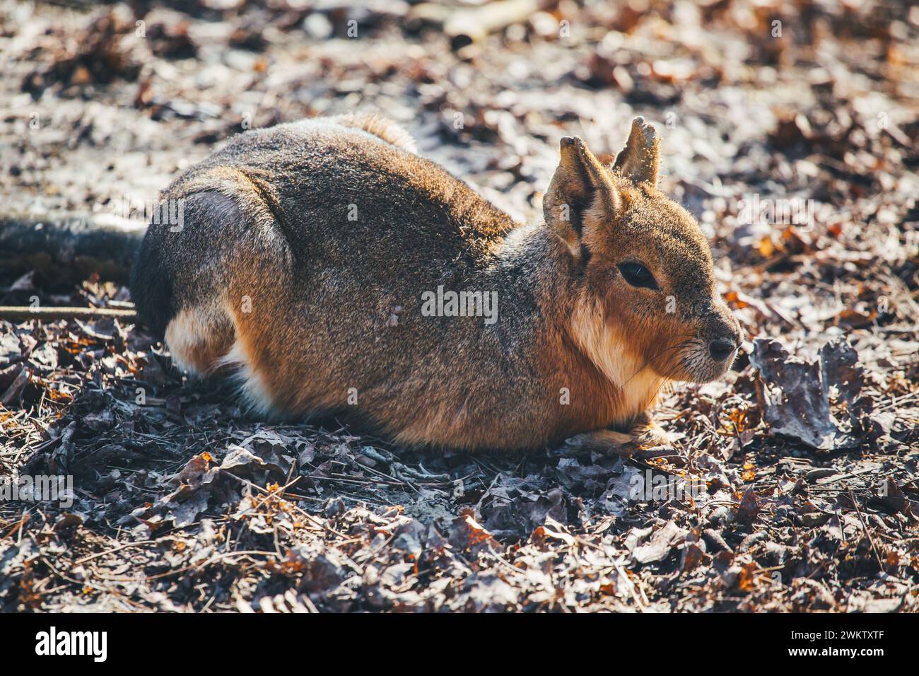 Grosser mara hi-res stock photography and images - Alamy