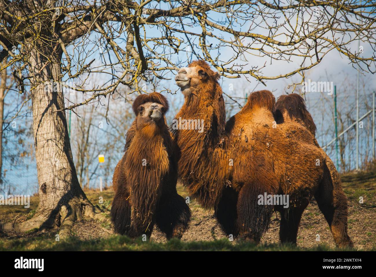 Two humped camels hi-res stock photography and images - Alamy