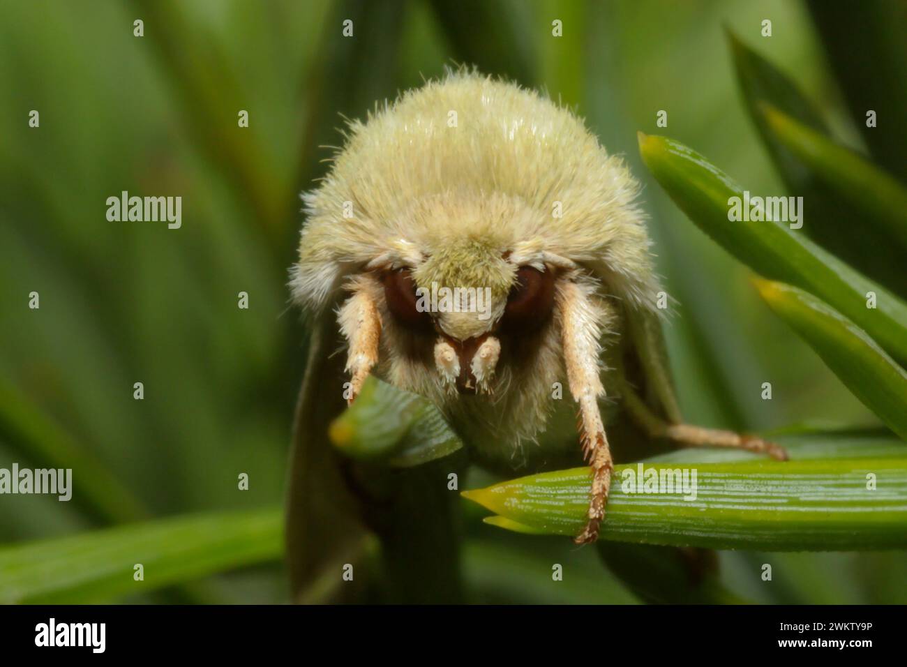 Larva caterpillar in the forest in a natural environment in white fur ...