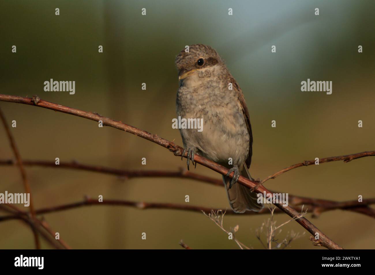 Red backed bird hi-res stock photography and images - Alamy