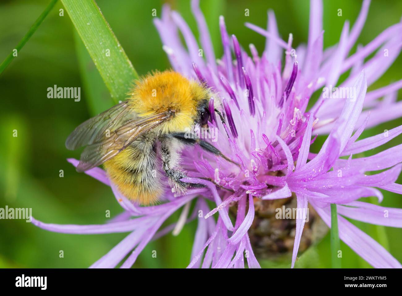Auf flockenblume hi-res stock photography and images - Alamy