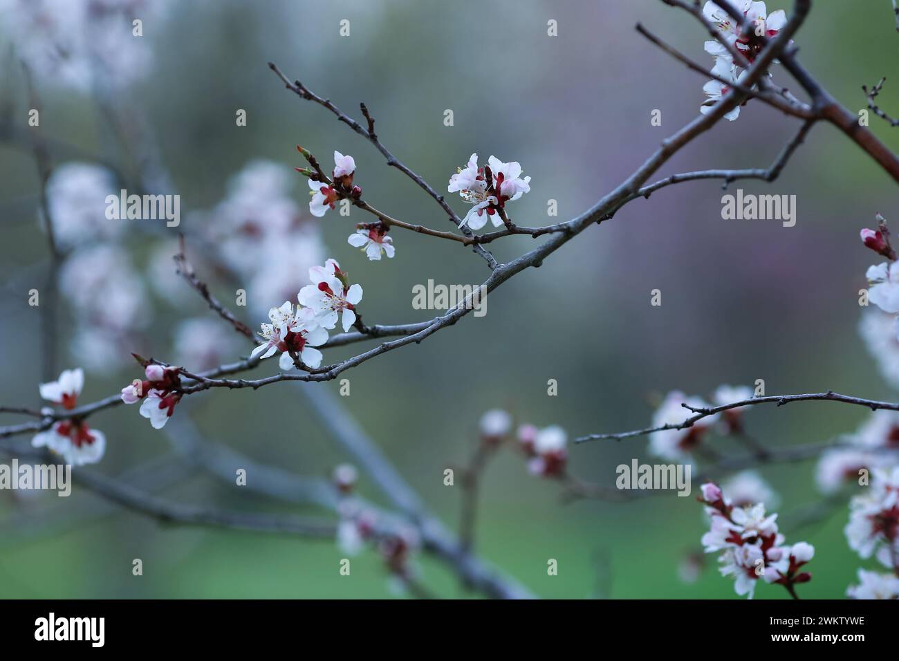 Blooming branch of the almond (Prunus amygdalus, syn. Prunus dulcis ...