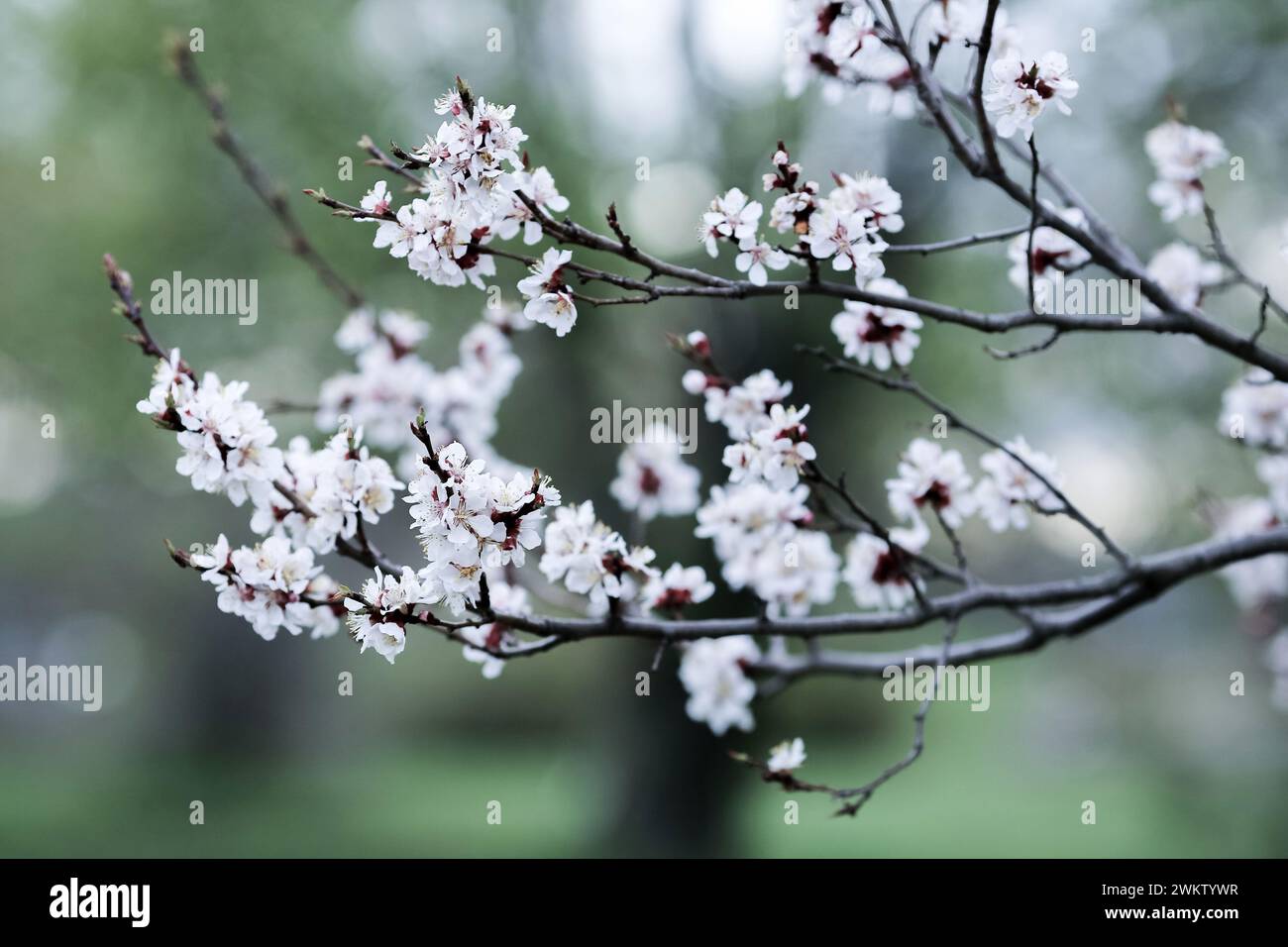 Blooming branch of the almond (Prunus amygdalus, syn. Prunus dulcis ...
