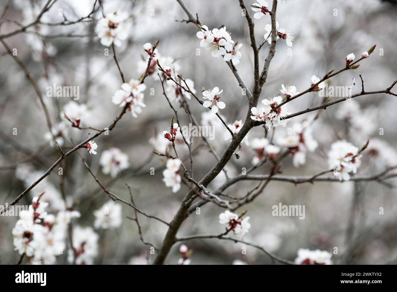 Blooming branch of the almond (Prunus amygdalus, syn. Prunus dulcis ...