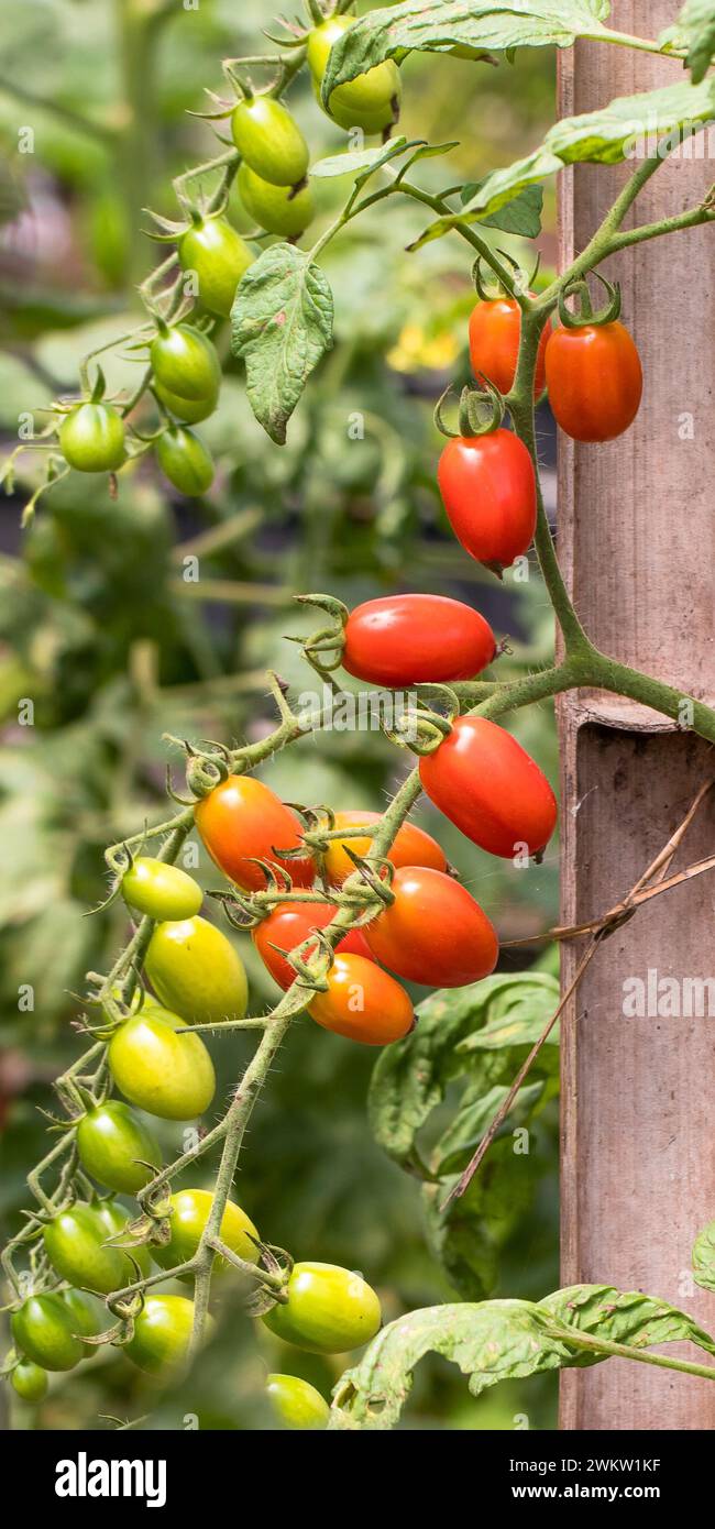 Some green and ripe cherry tomatoes Stock Photo - Alamy