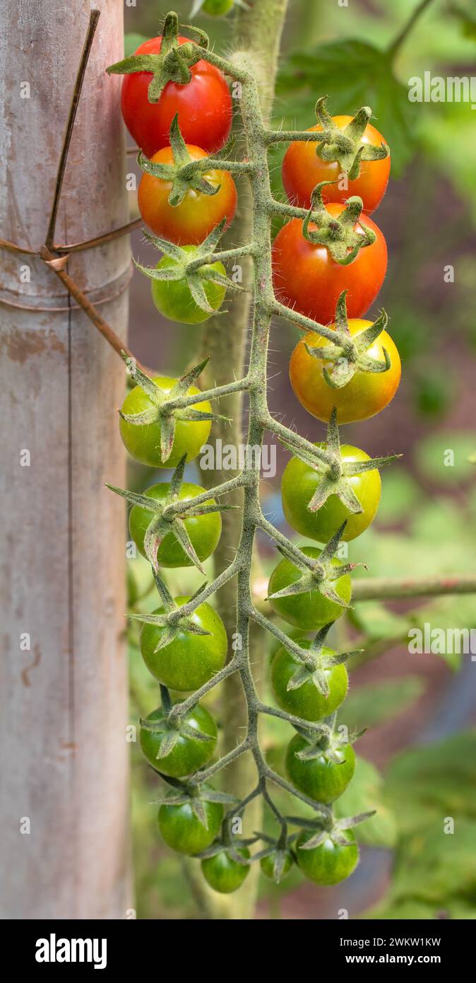 Some green and ripe cherry tomatoes Stock Photo - Alamy