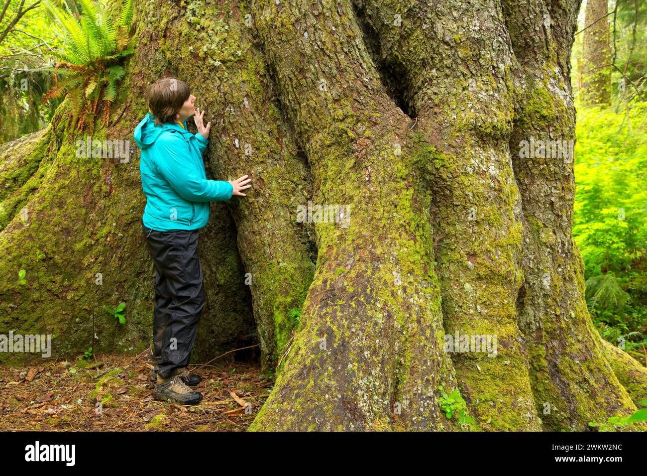 Coastal spruce tree hi-res stock photography and images - Alamy
