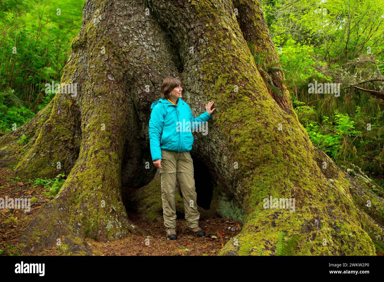 Sitka spruce (Picea sitchensis) legacy tree, Regatta Grounds Park ...