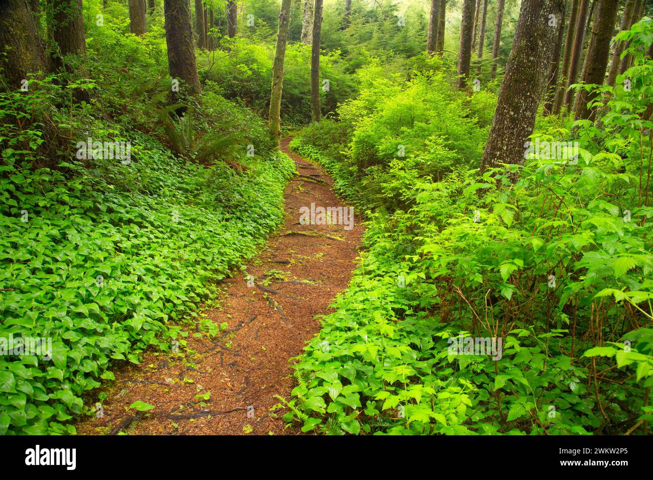 Hiking trail, Spring Lake Open Space, Lincoln City, Oregon Stock Photo ...