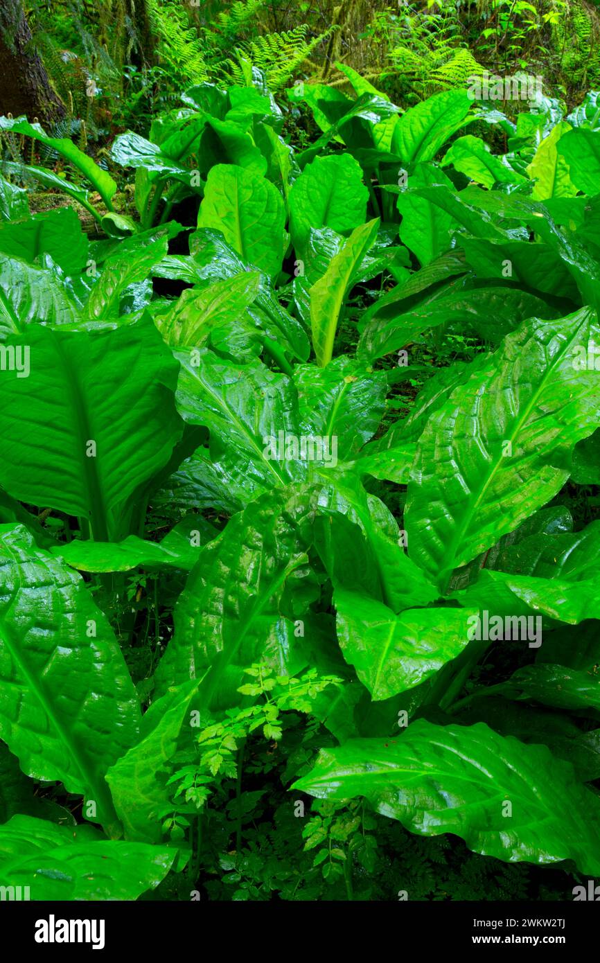 Skunk cabbage along Spencer Creek Trail, Beverly Beach State Park ...